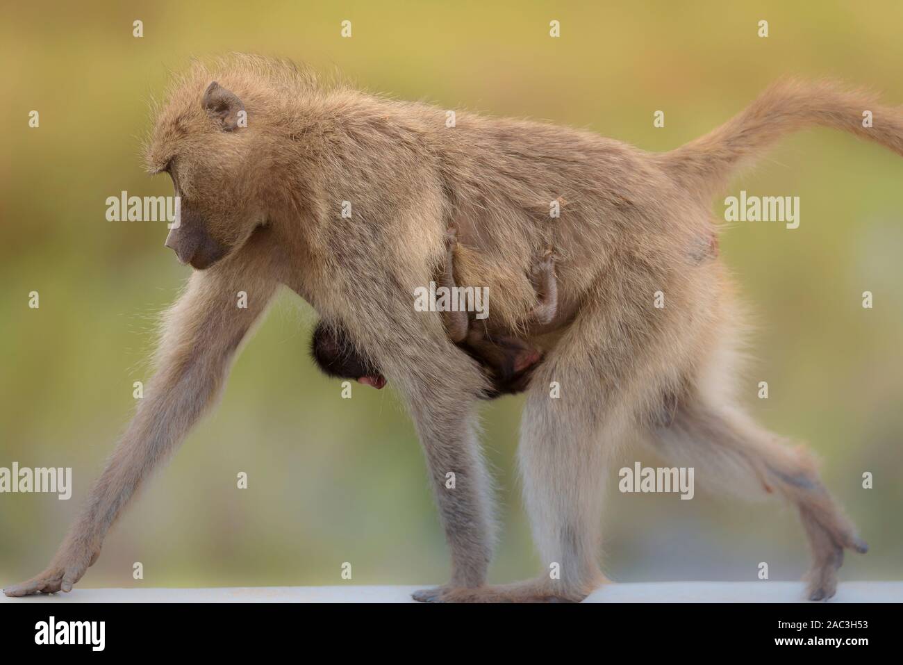 Baboon portrait, best baboon photos Stock Photo - Alamy