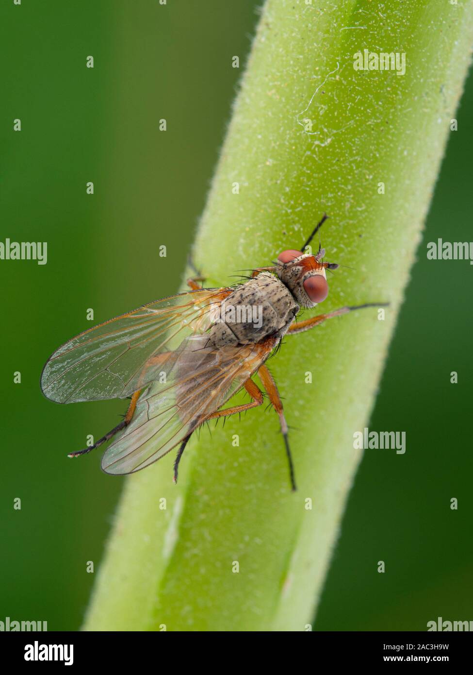 root-maggot fly, Anthomyiidae spcies, grooming its hind legs on plant ...