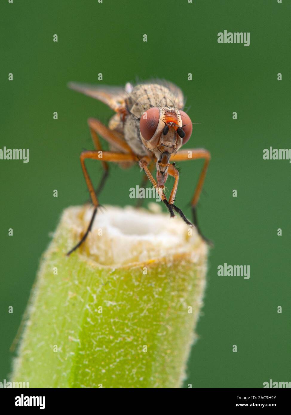 root-maggot fly, Anthomyiidae spcies, grooming its front legs on plant ...