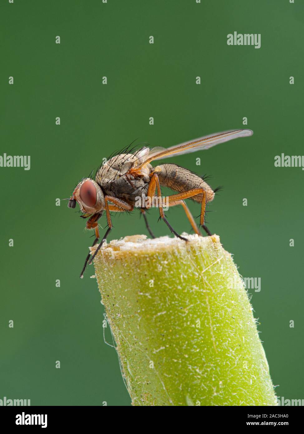 root-maggot fly, Anthomyiidae spcies, on plant stem, side view ...