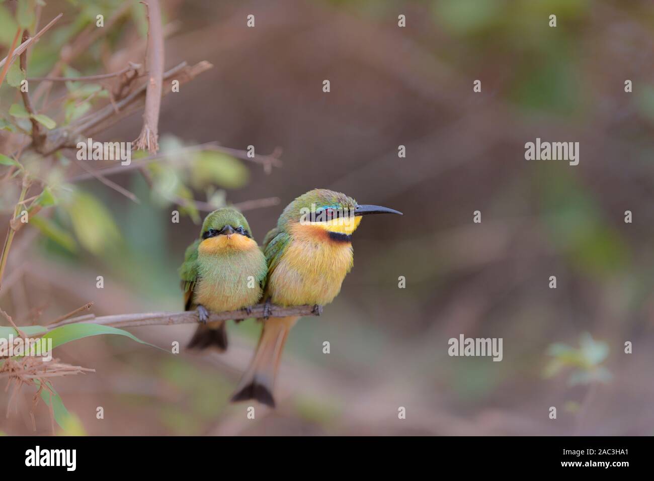 African bee eater hi-res stock photography and images - Alamy