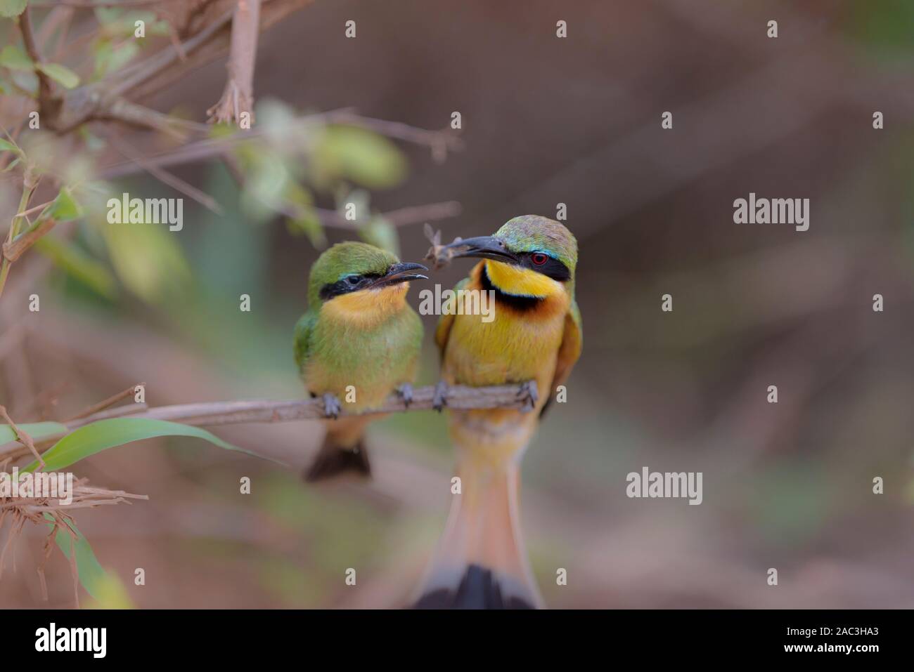 Bee eater close up portrait chick Stock Photo - Alamy