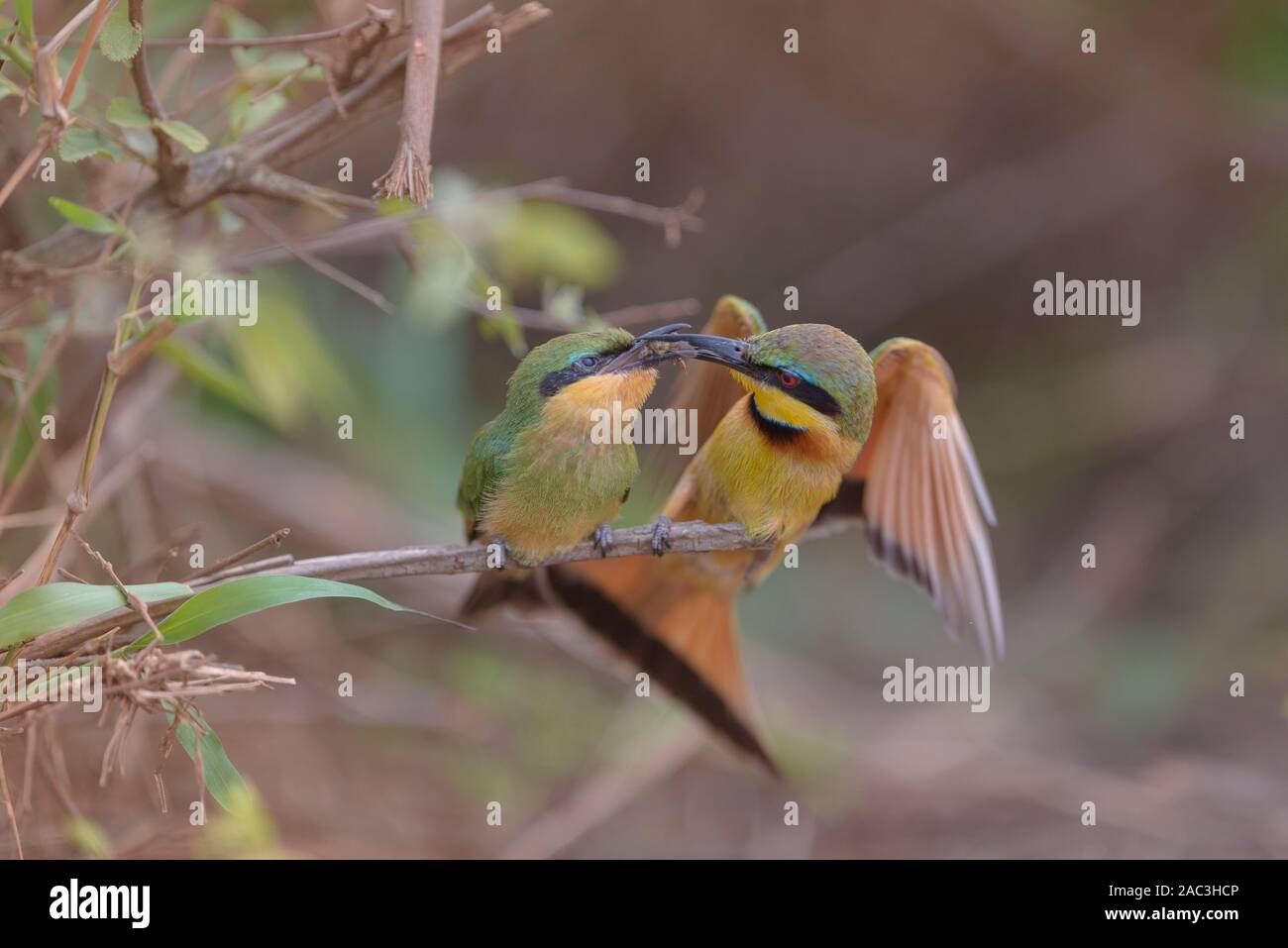 Carmine bee eater botswana hi-res stock photography and images - Alamy