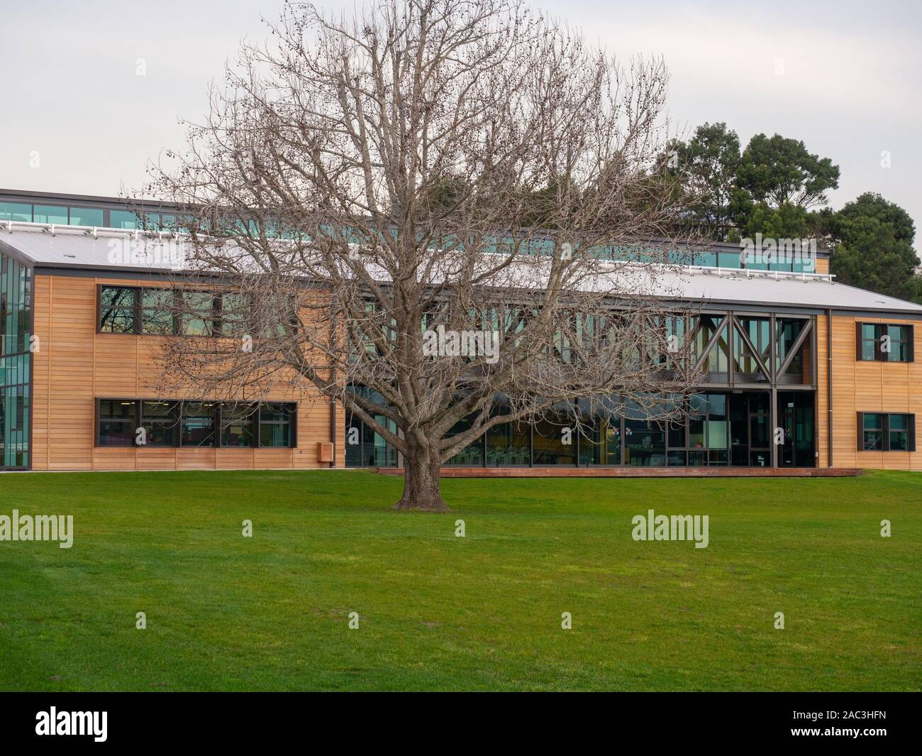 Tree In Front Of A Modern Building Stock Photo - Alamy