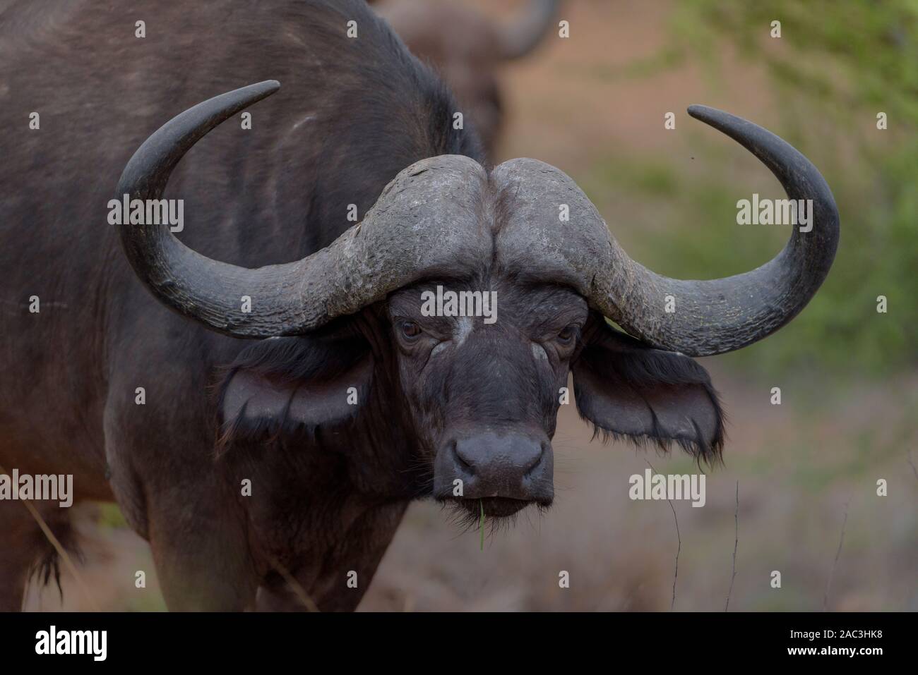 Best cape buffalo hi-res stock photography and images - Alamy