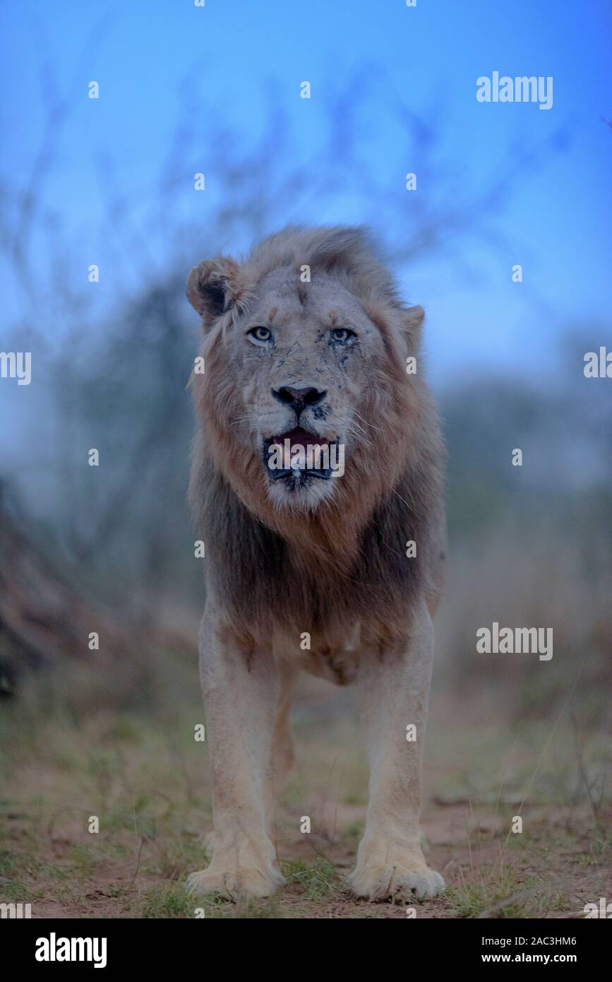 Male lion close up portrait Stock Photo - Alamy
