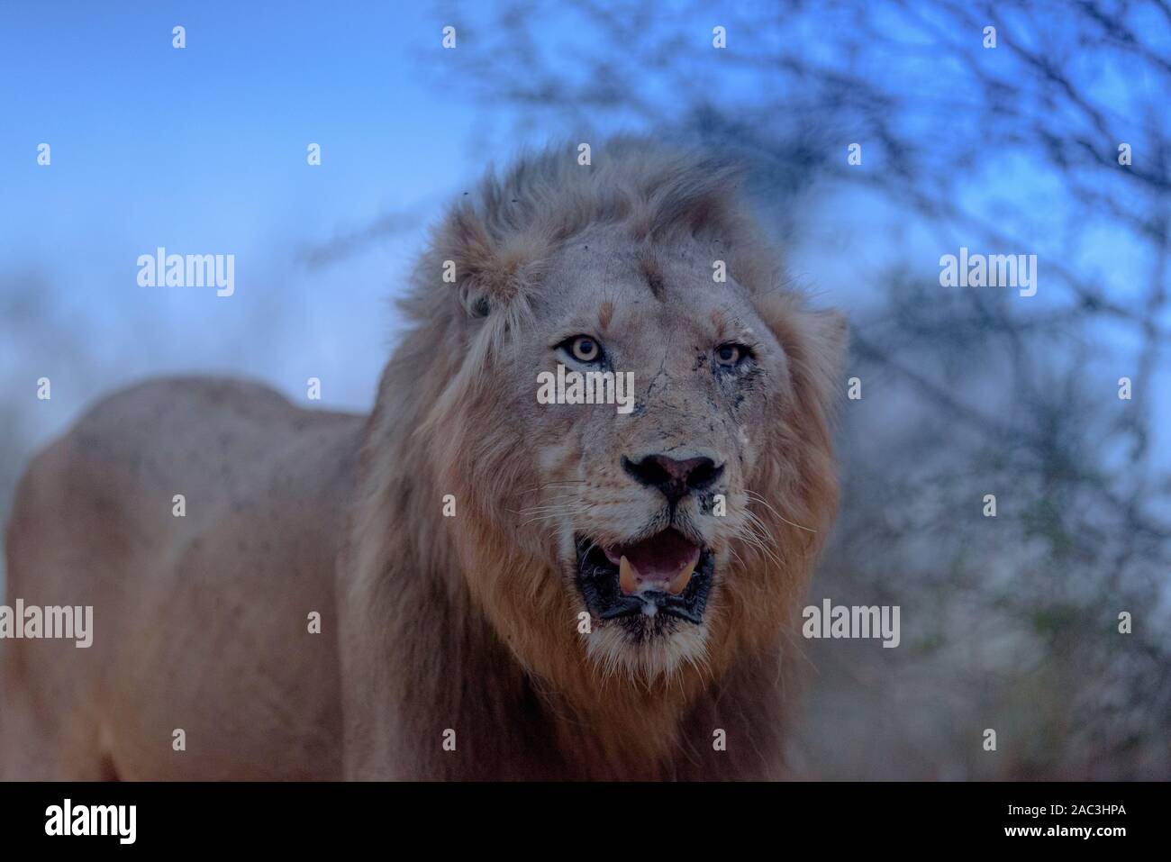 Male lion close up portrait Stock Photo - Alamy