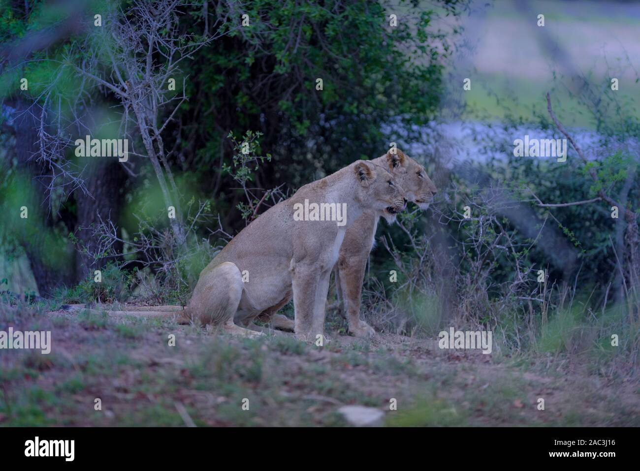 Lioness portrait, female lion Stock Photo - Alamy