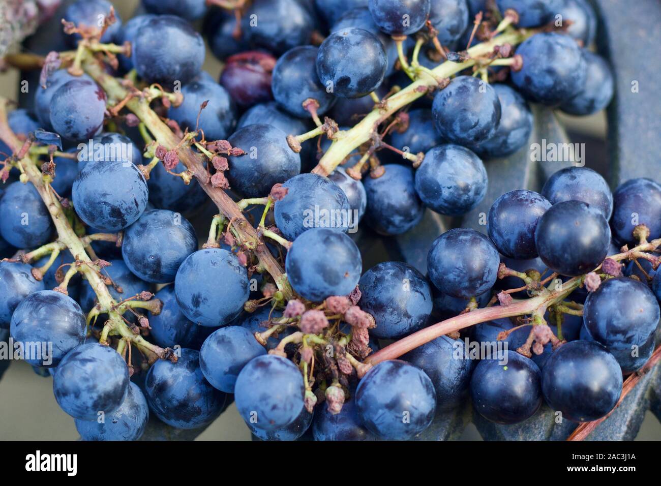 Background of ripe black grapes on stalks Stock Photo - Alamy