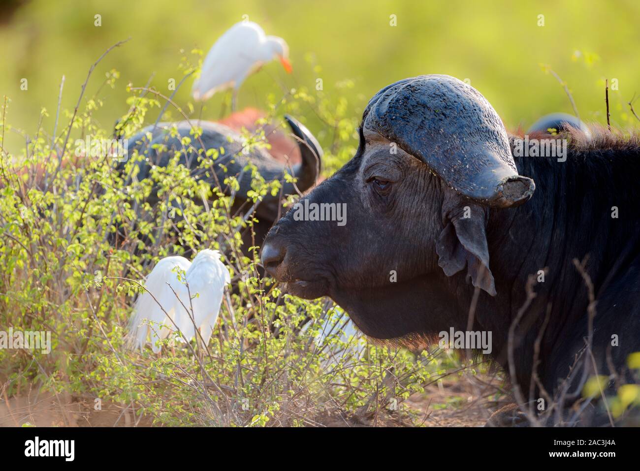 Male buffalo male african buffalo hi-res stock photography and images ...