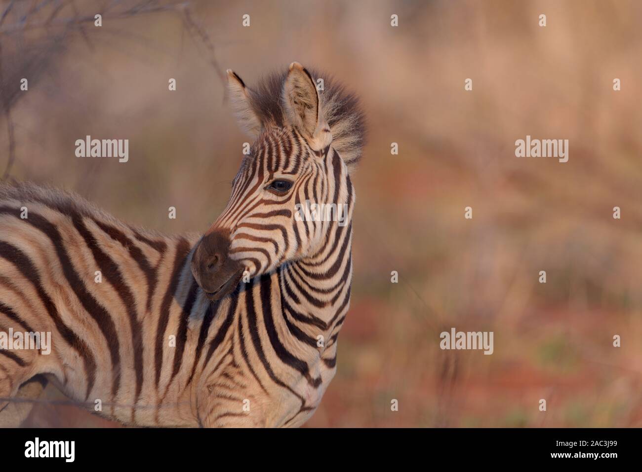 Zebra calf hi-res stock photography and images - Alamy