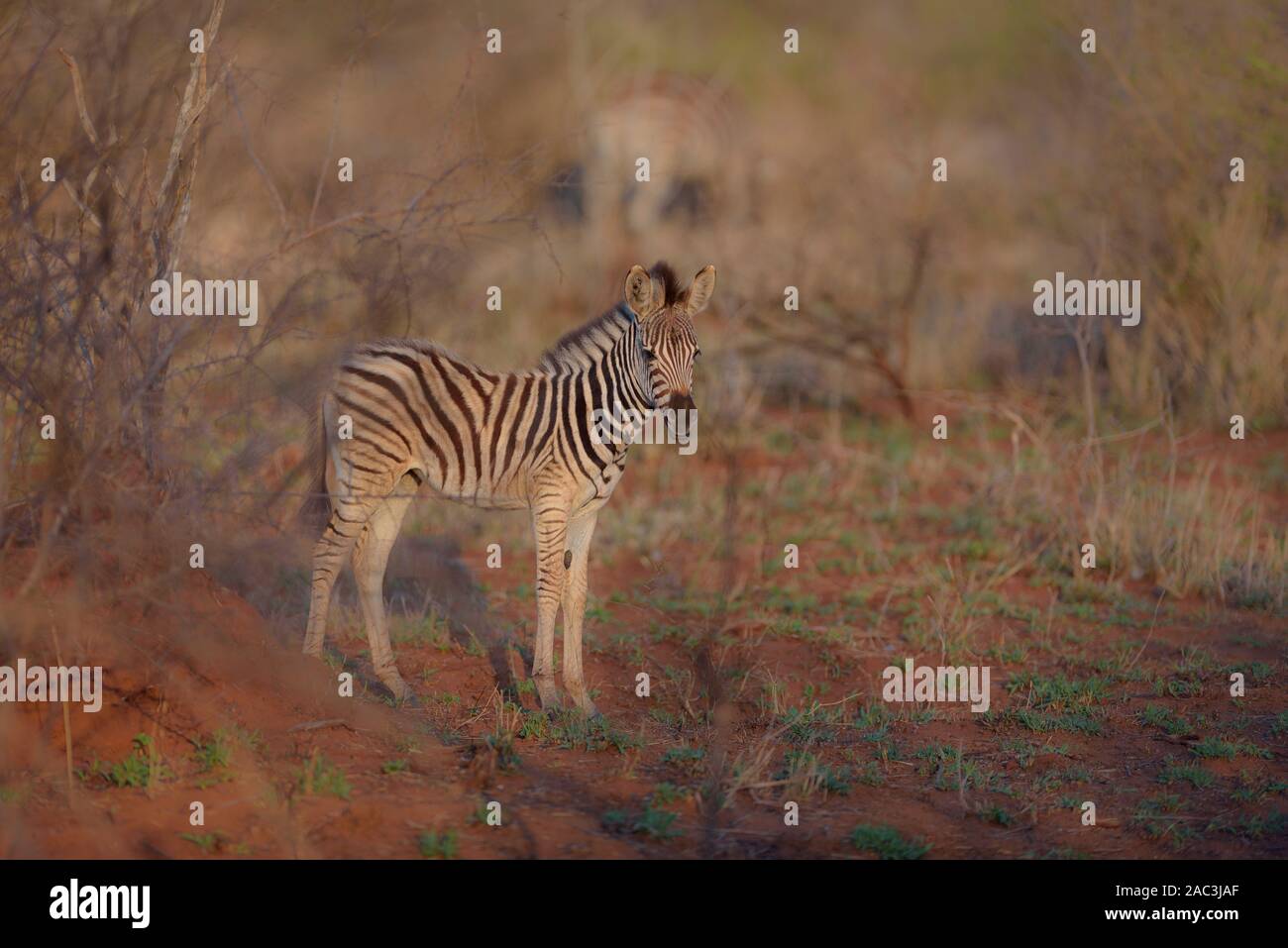 Zebra calf hi-res stock photography and images - Alamy