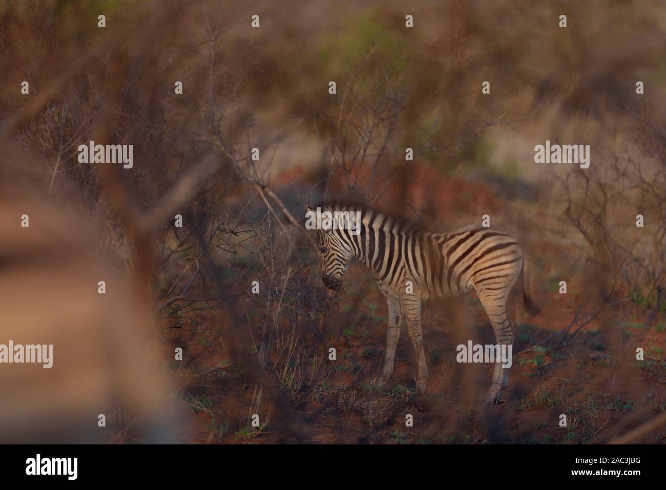 Zebra calf hi-res stock photography and images - Alamy