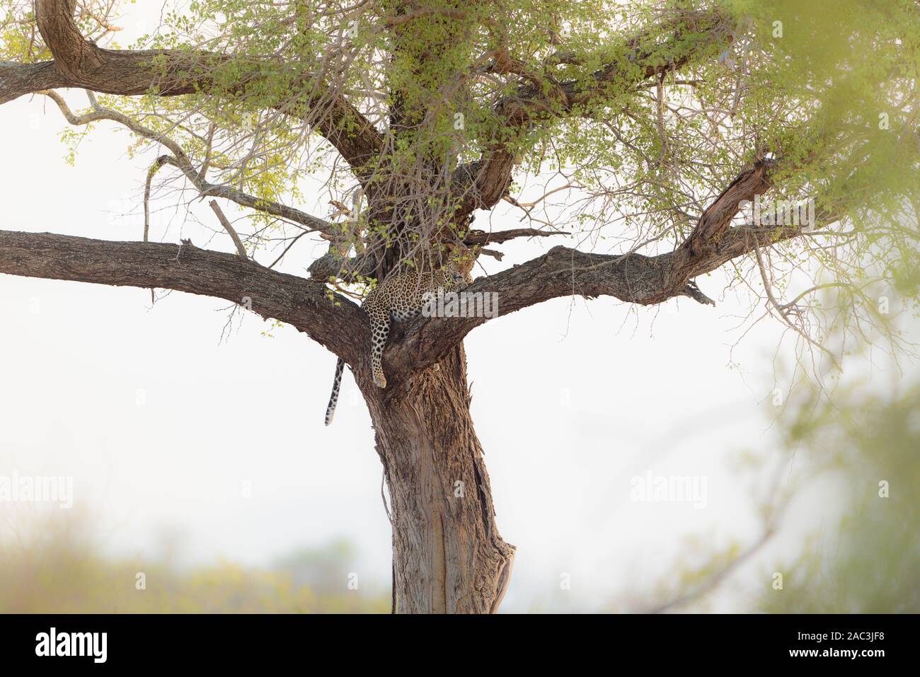 African leopard tree hi-res stock photography and images - Alamy