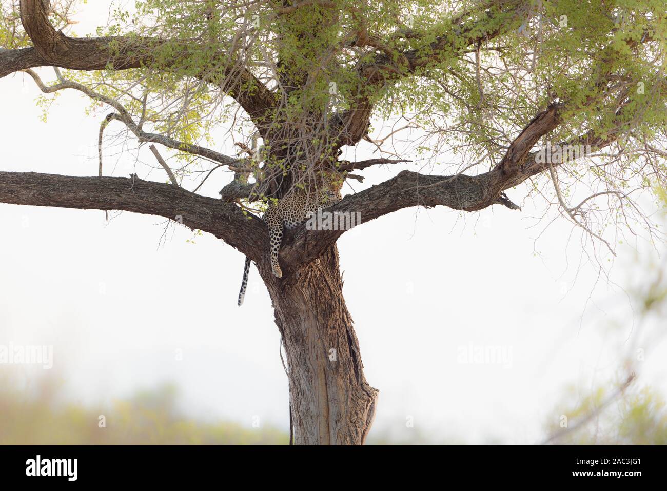 African Leopard Tree High Resolution Stock Photography and Images - Alamy