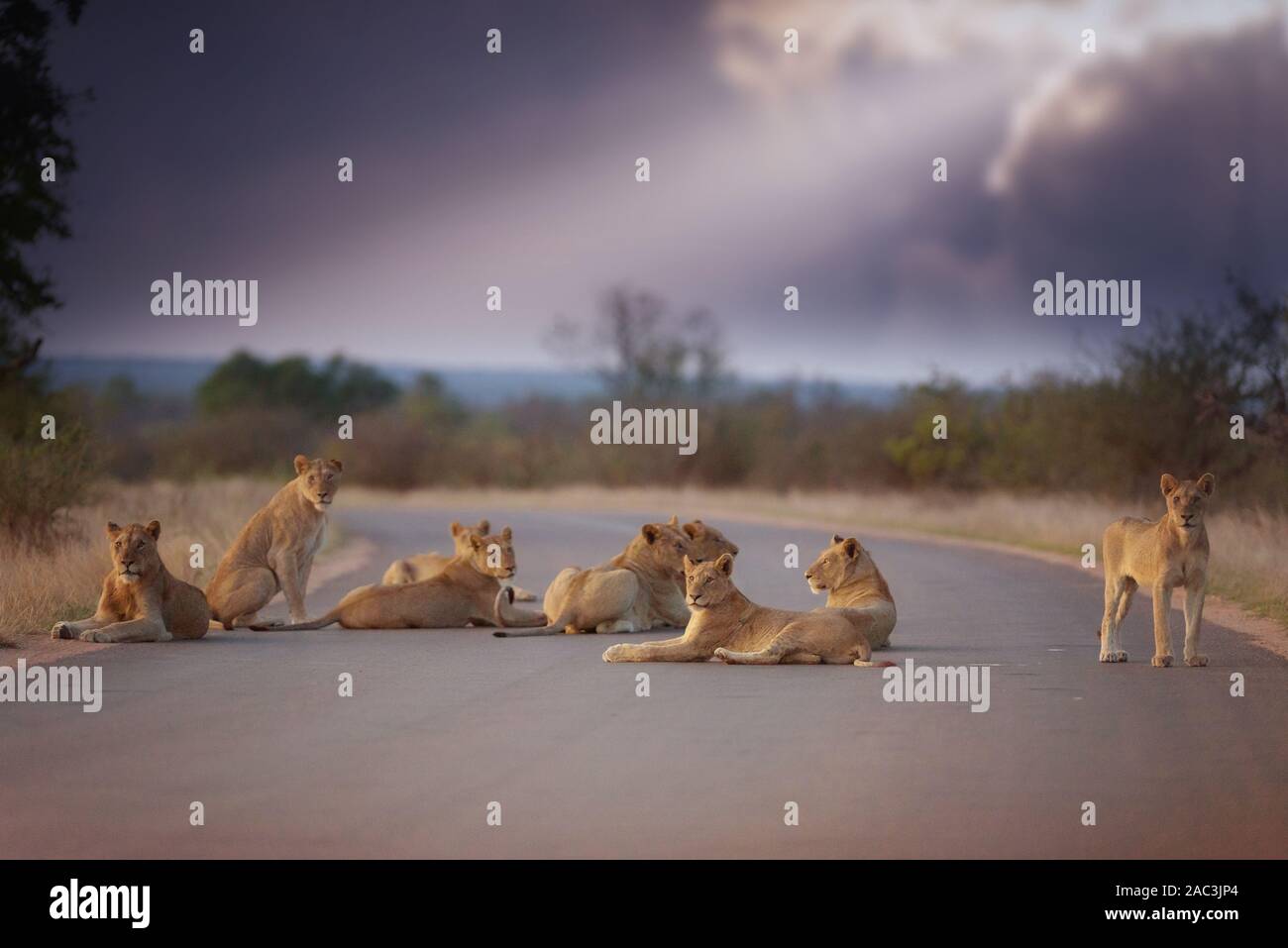 Lion pride Africa Stock Photo - Alamy