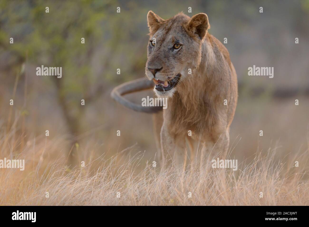 Lionesses with prey hi-res stock photography and images - Alamy