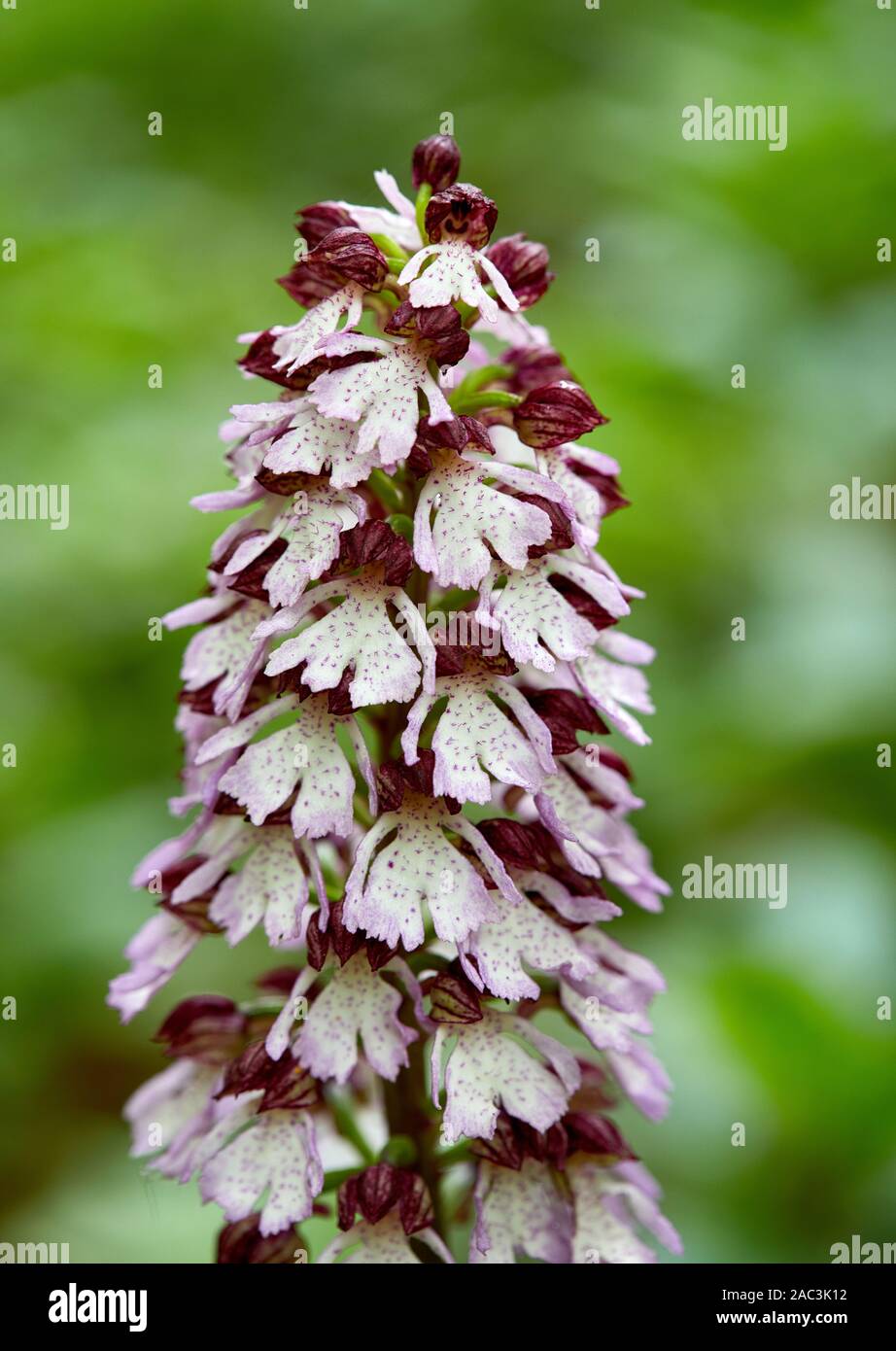 Robust flower spike of lady orchid Orchis purpurea at Yockletts Bank in ...