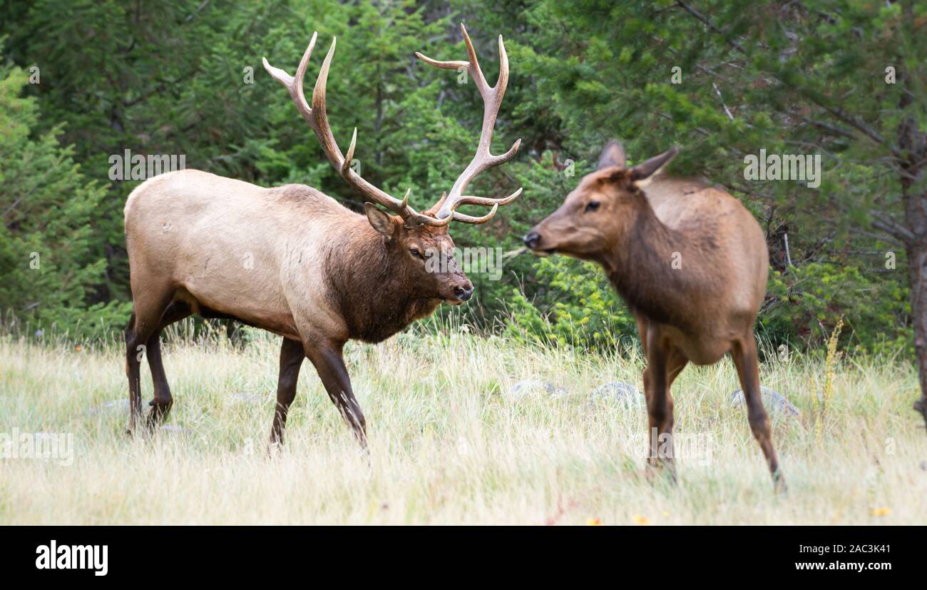 Bull elk during the rut Stock Photo - Alamy