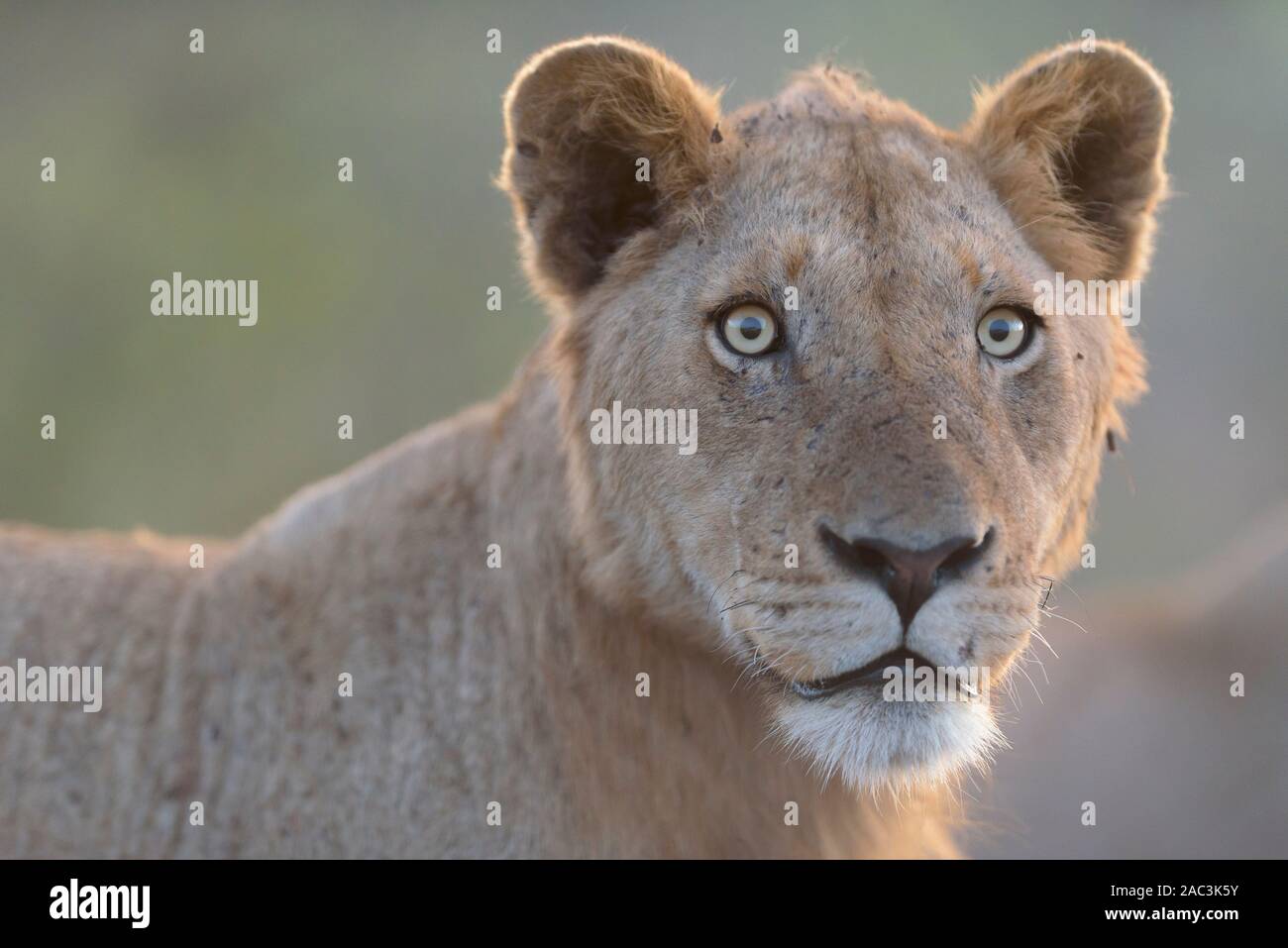 Best lioness portrait Stock Photo - Alamy