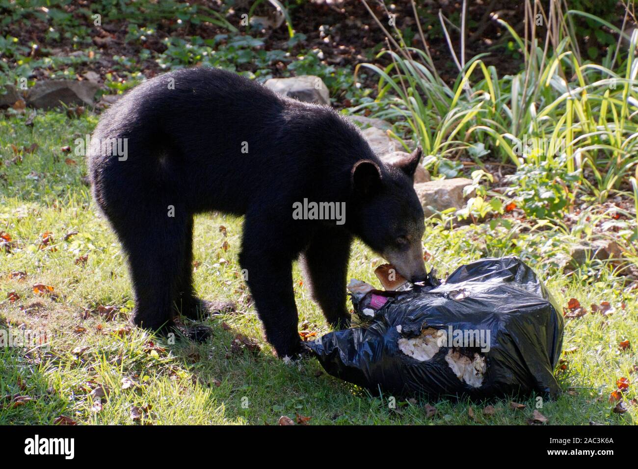 Black bear eating garbage hi-res stock photography and images - Alamy