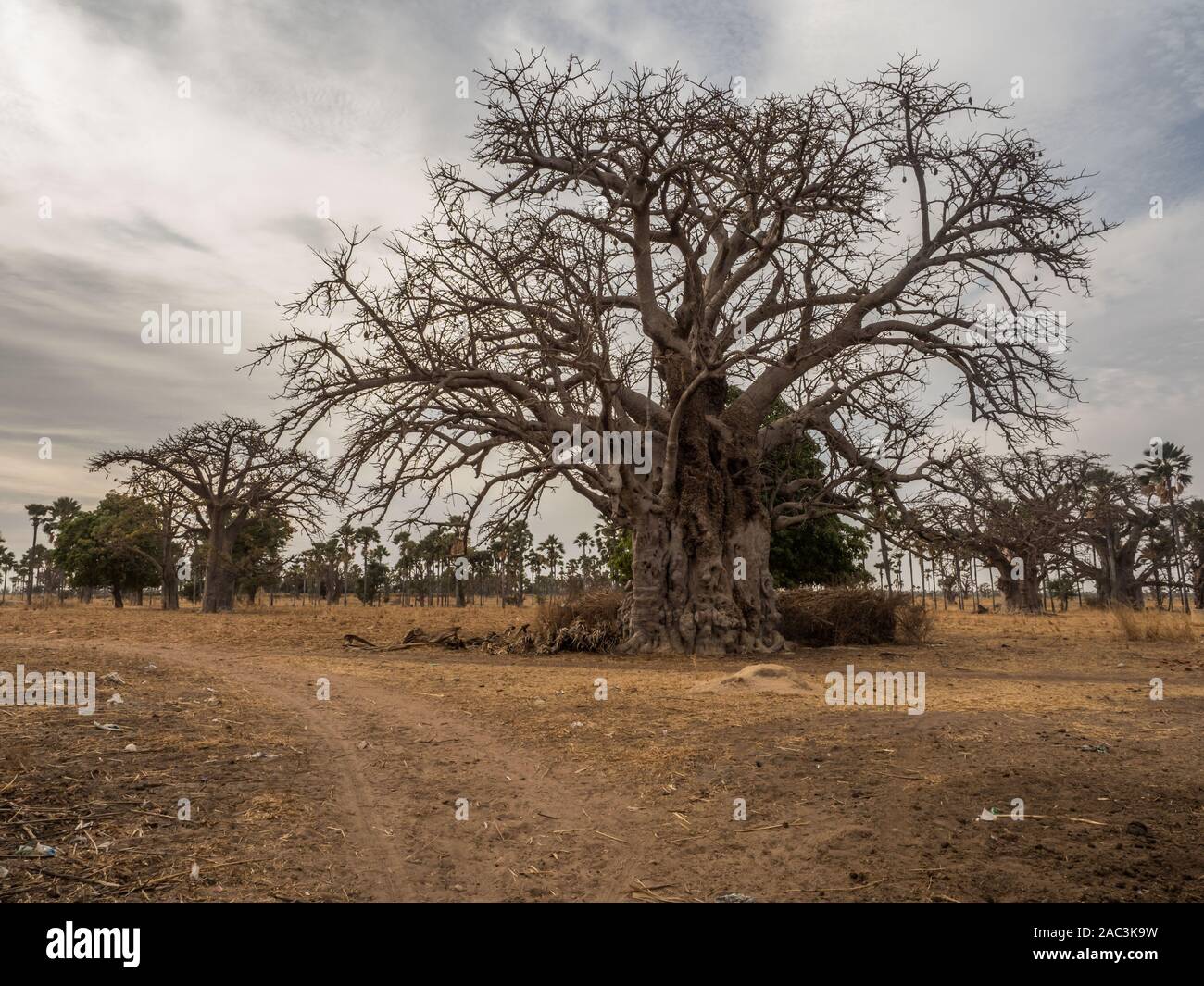 A powerful baobab tree next to the sandy, local read. Tree of happiness ...