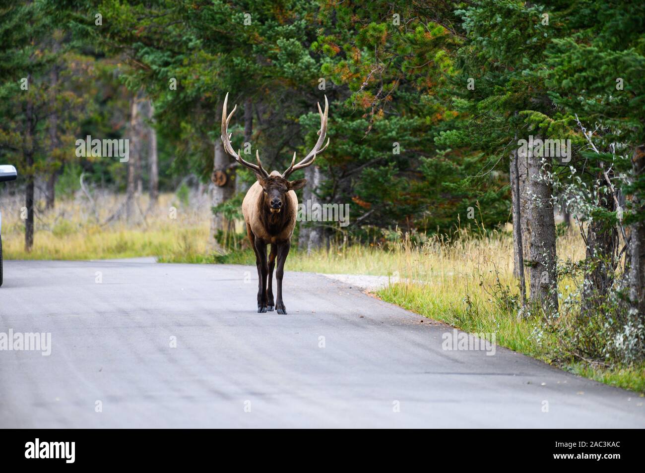 Bull elk during the rut Stock Photo - Alamy