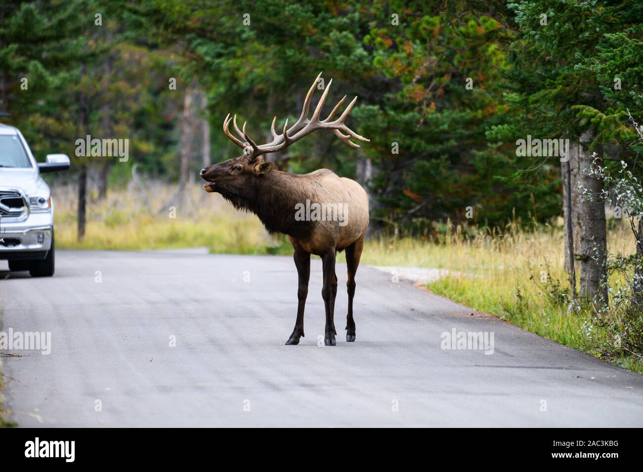 Bull elk during the rut Stock Photo - Alamy