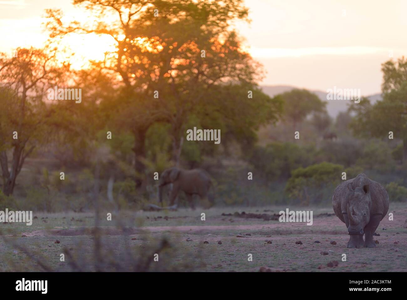 African white rhino sunset hi-res stock photography and images - Alamy