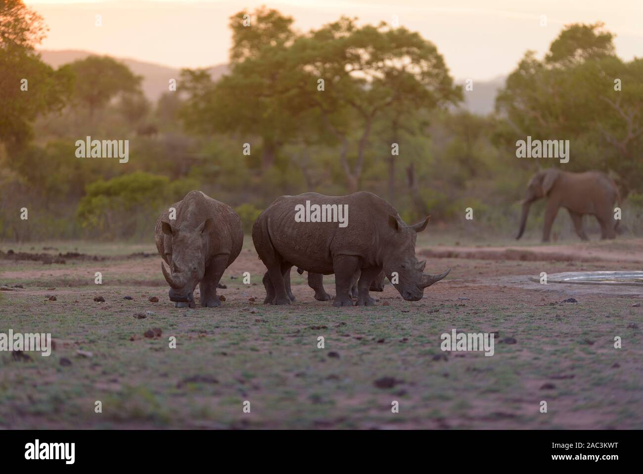 White Rhino best rhino portrait Stock Photo - Alamy