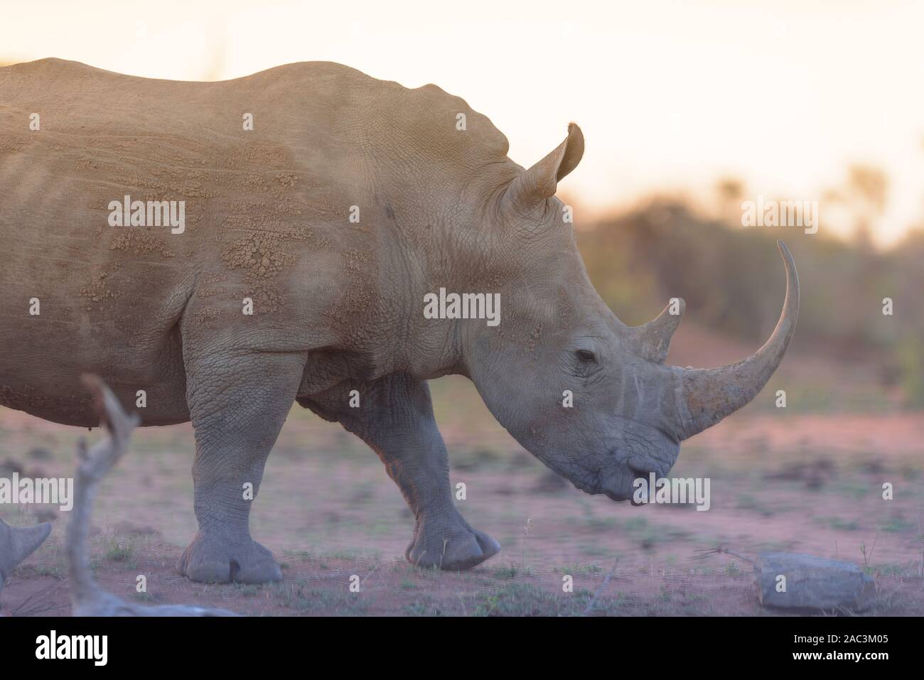 White Rhino best rhino portrait Stock Photo - Alamy