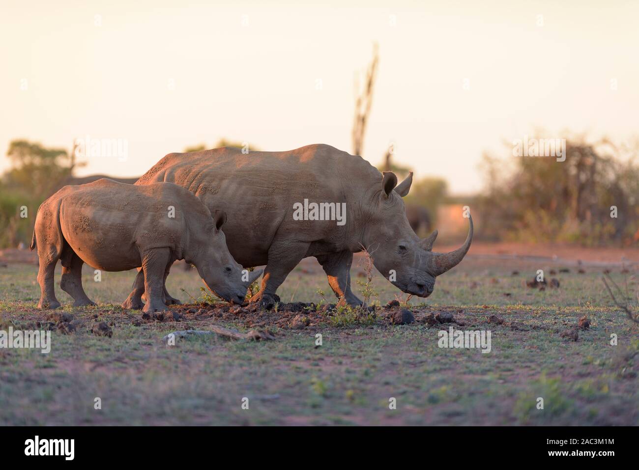 White Rhino best rhino portrait Stock Photo - Alamy