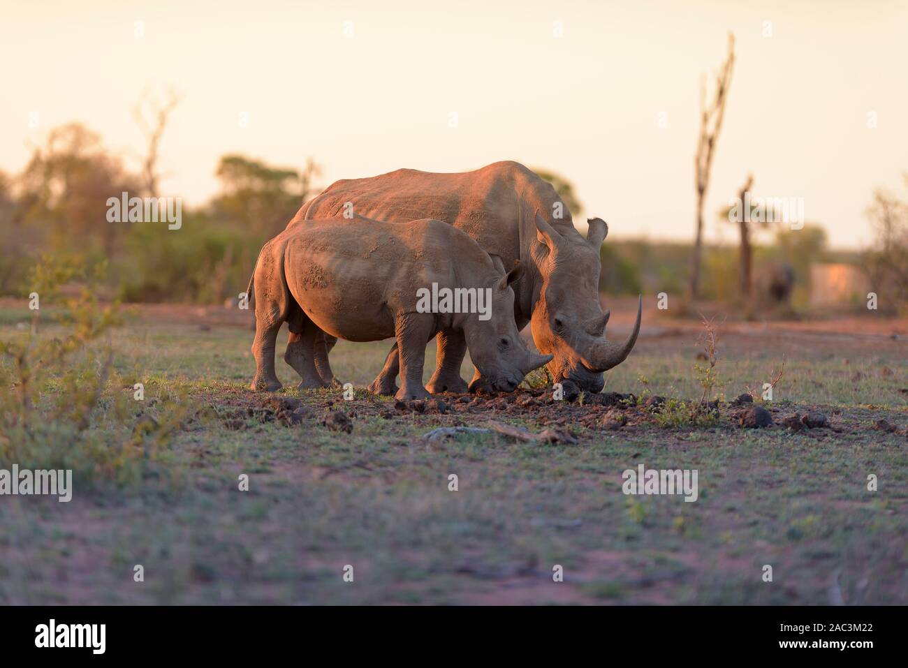 White Rhino best rhino portrait Stock Photo - Alamy