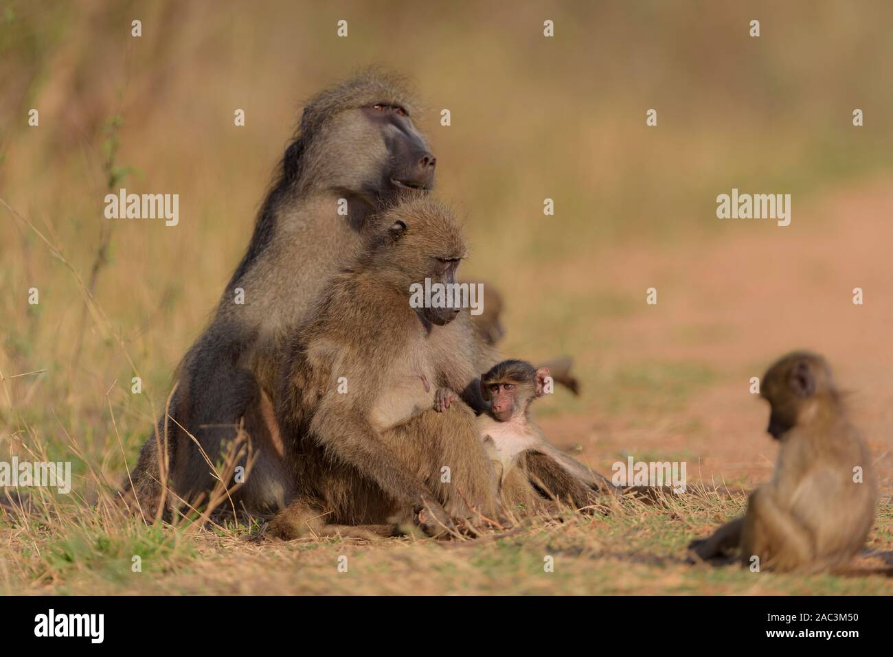 Baboon portrait, best baboon photos Stock Photo - Alamy