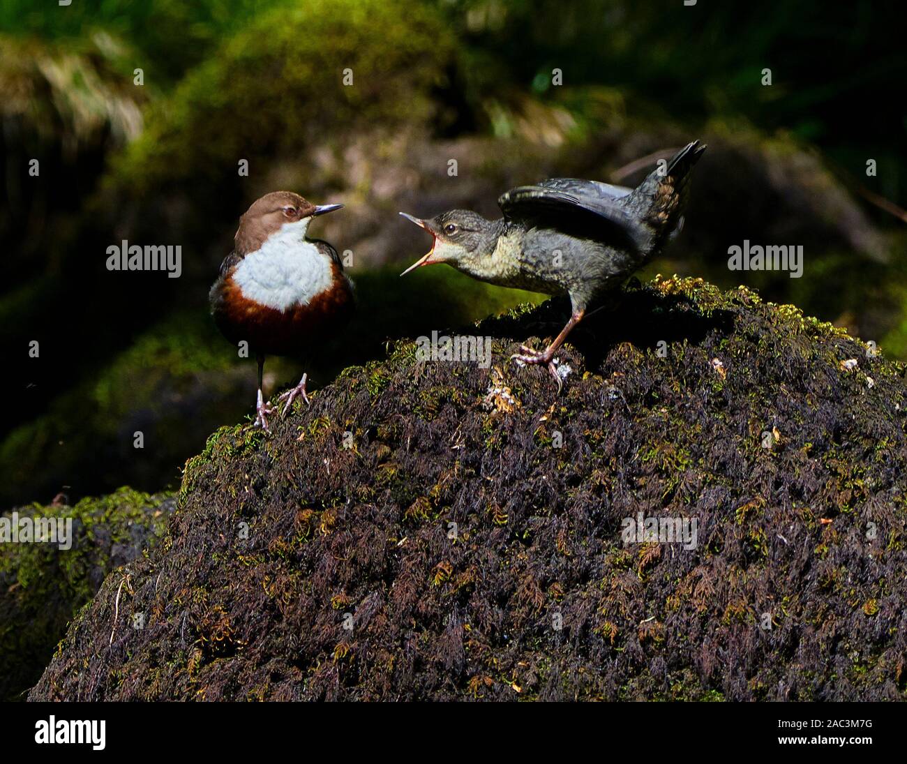 White throated or European dipper Cinclus cinclus with demanding chick ...