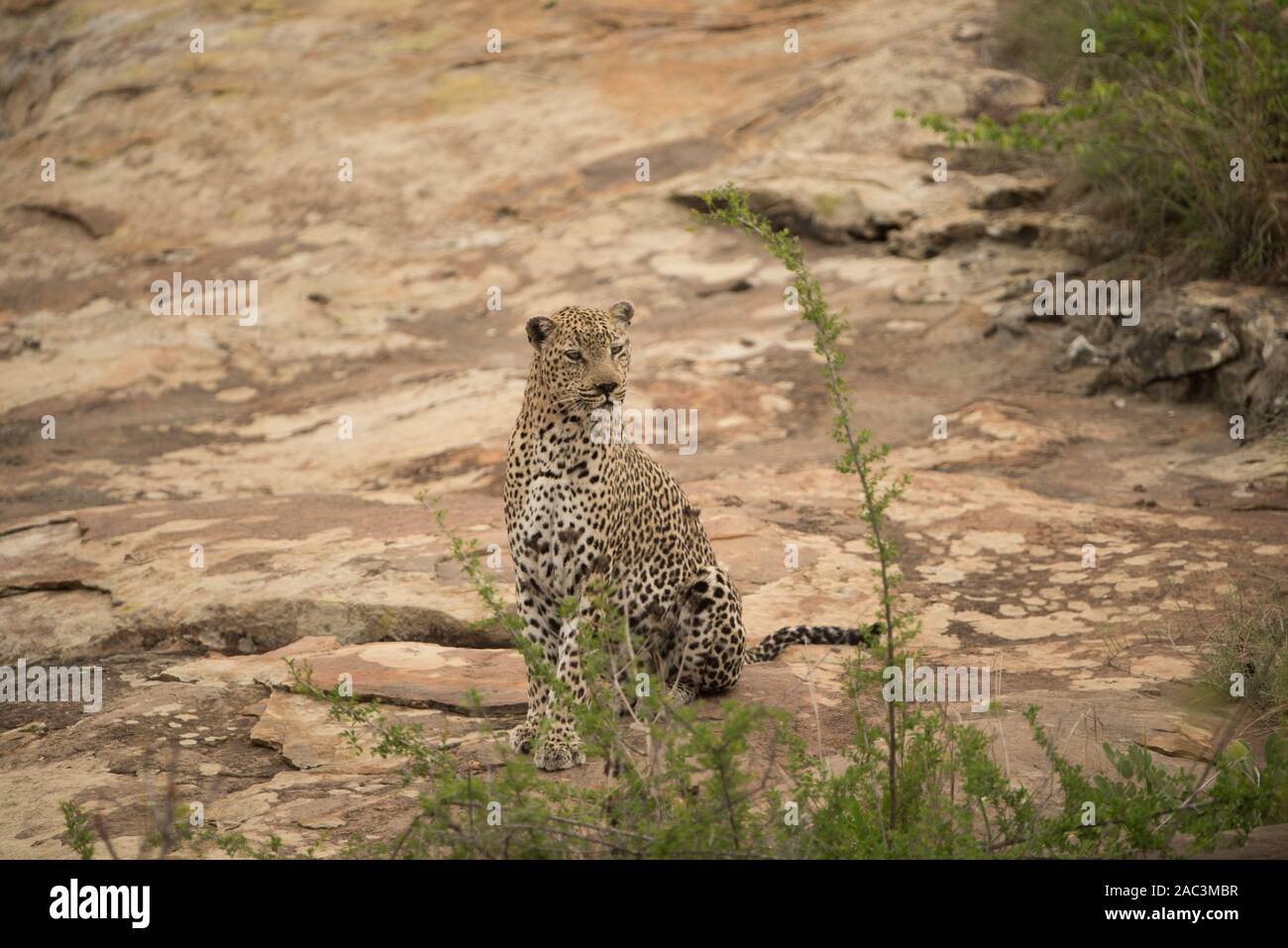 African leopard cub hi-res stock photography and images - Alamy