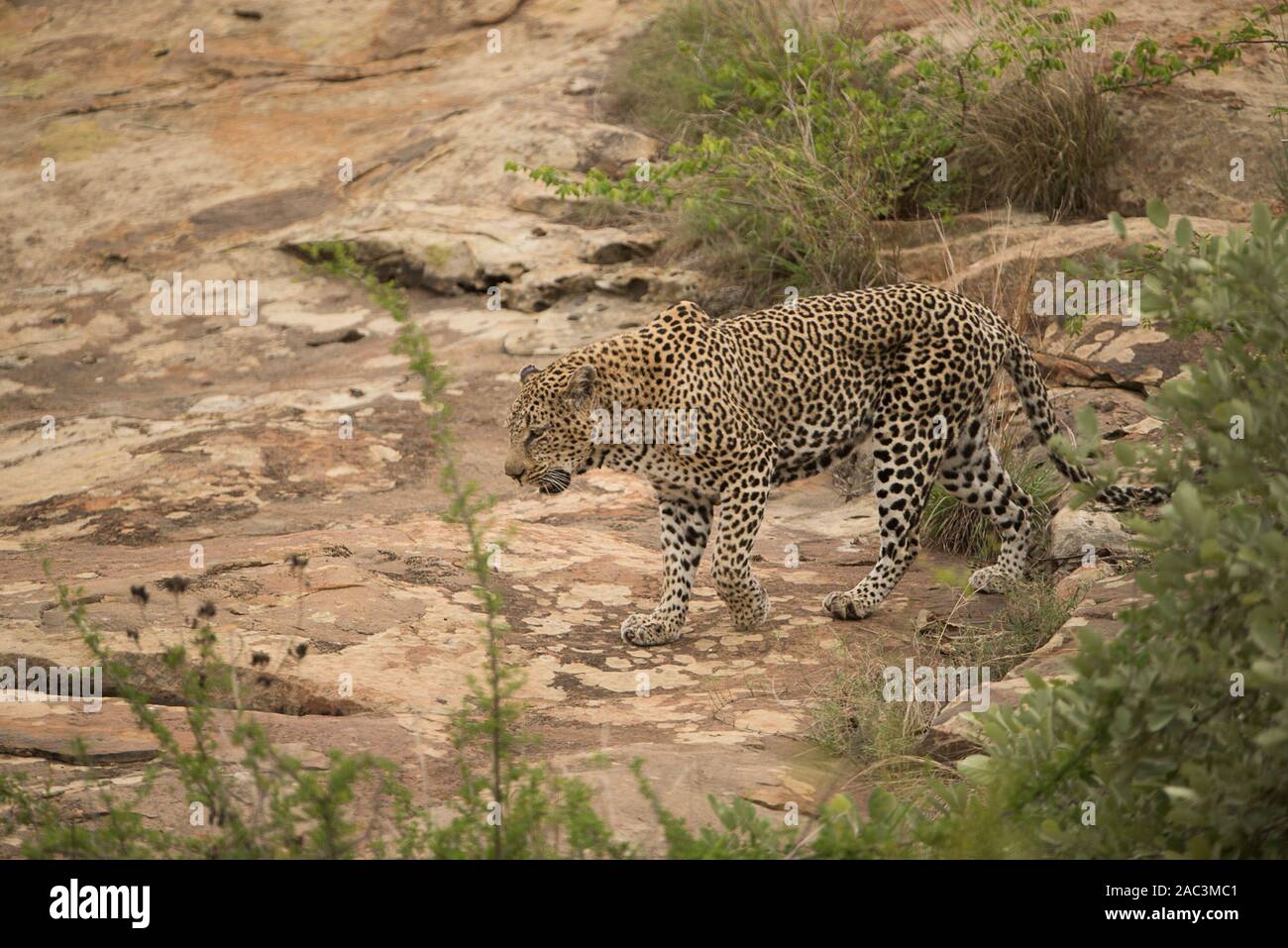 African leopard cub hi-res stock photography and images - Alamy