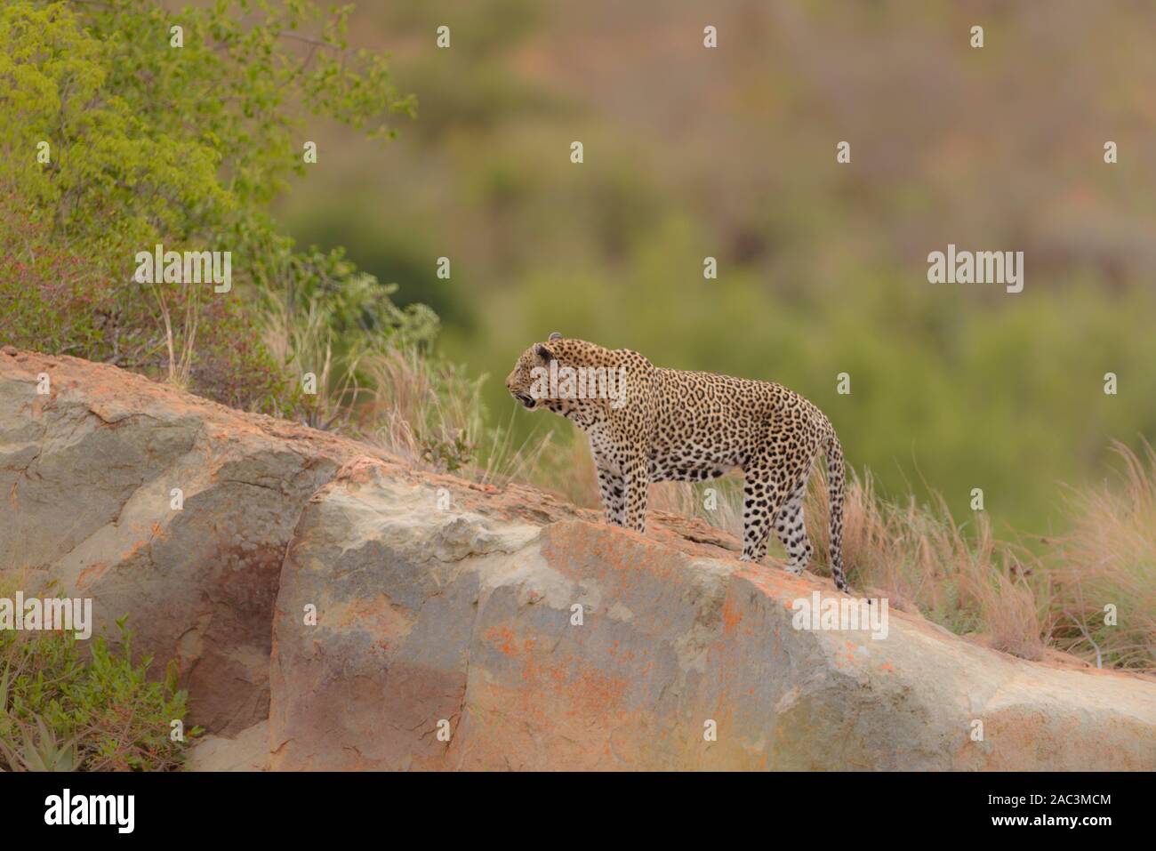 Leopard portrait African leopard Stock Photo - Alamy