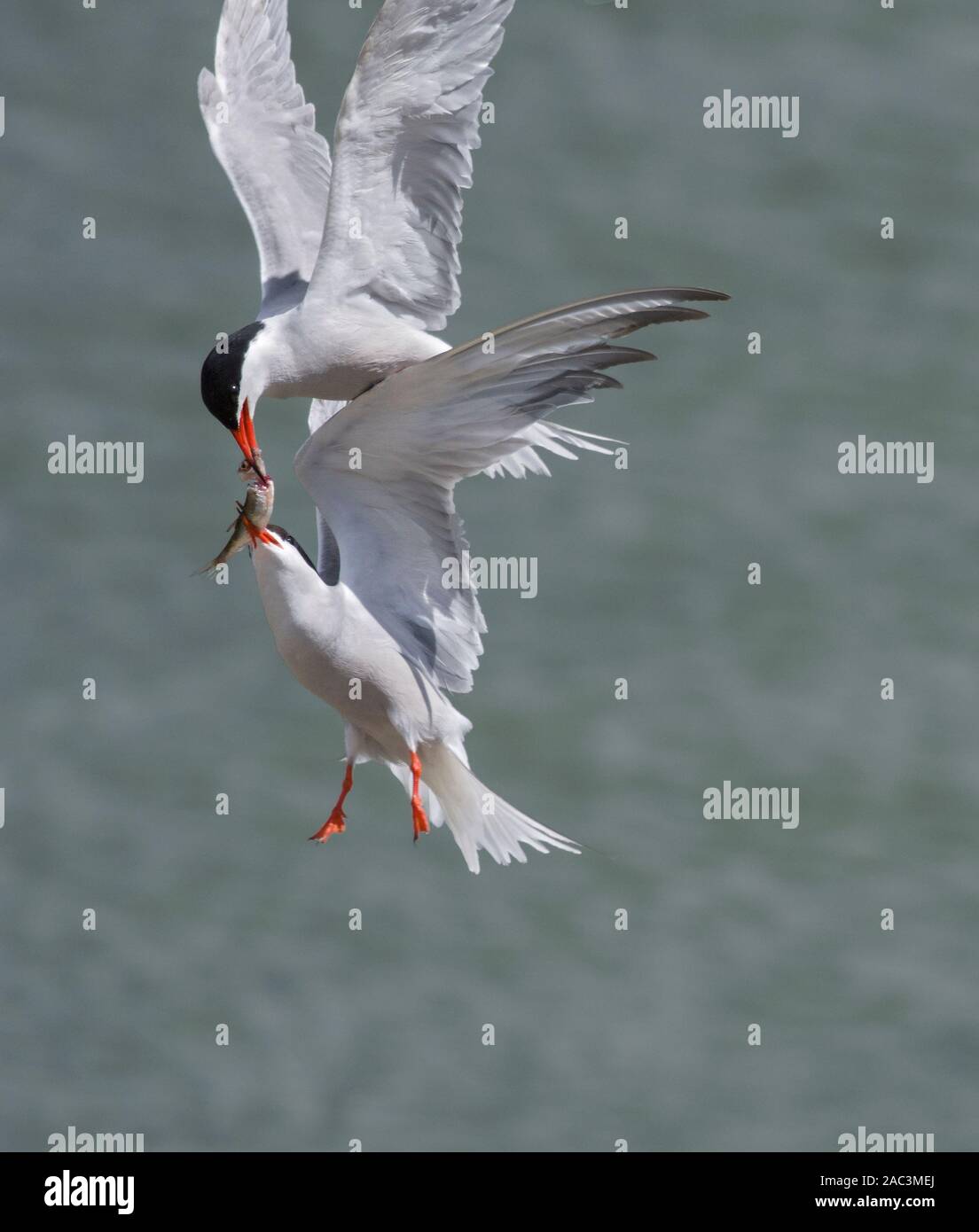 Arguing over fish hi-res stock photography and images - Alamy