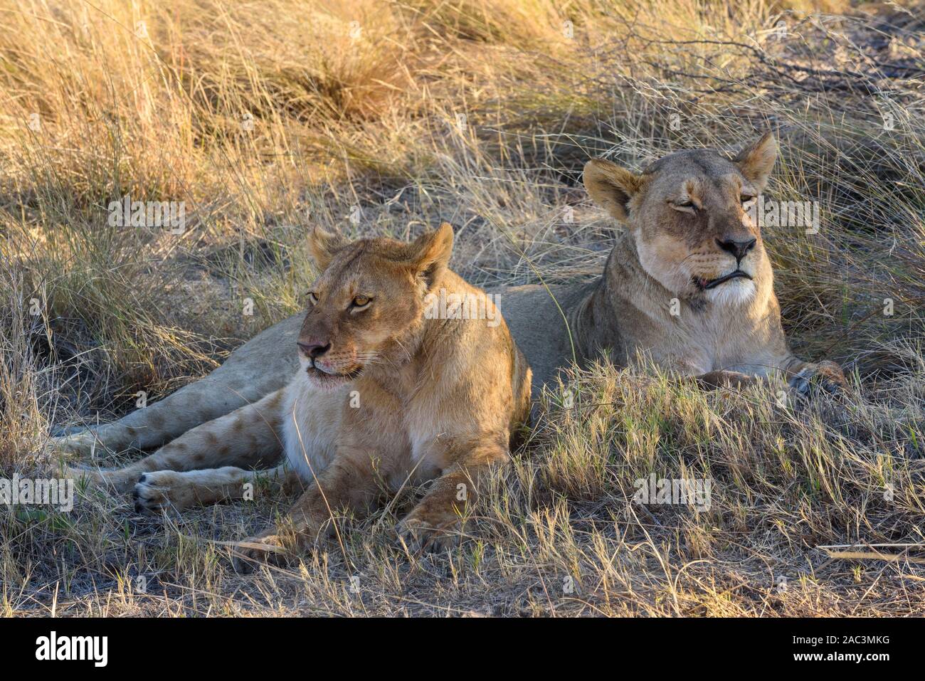 Lions, Panthera leo, Macatoo, Okavango Delta, Botswana Stock Photo - Alamy