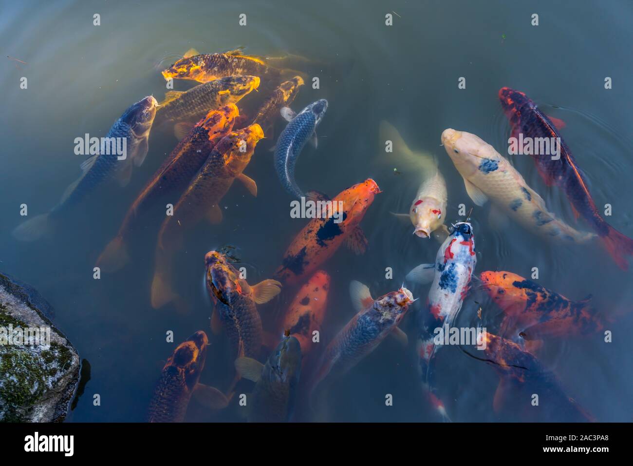 Koi fish break the surface of a pond and look around Stock Photo - Alamy