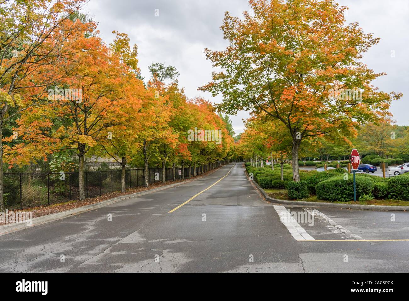 Autumn colors on roadside tree at Gene Coulon Park in Renton, Washington Stock Photo - Alamy