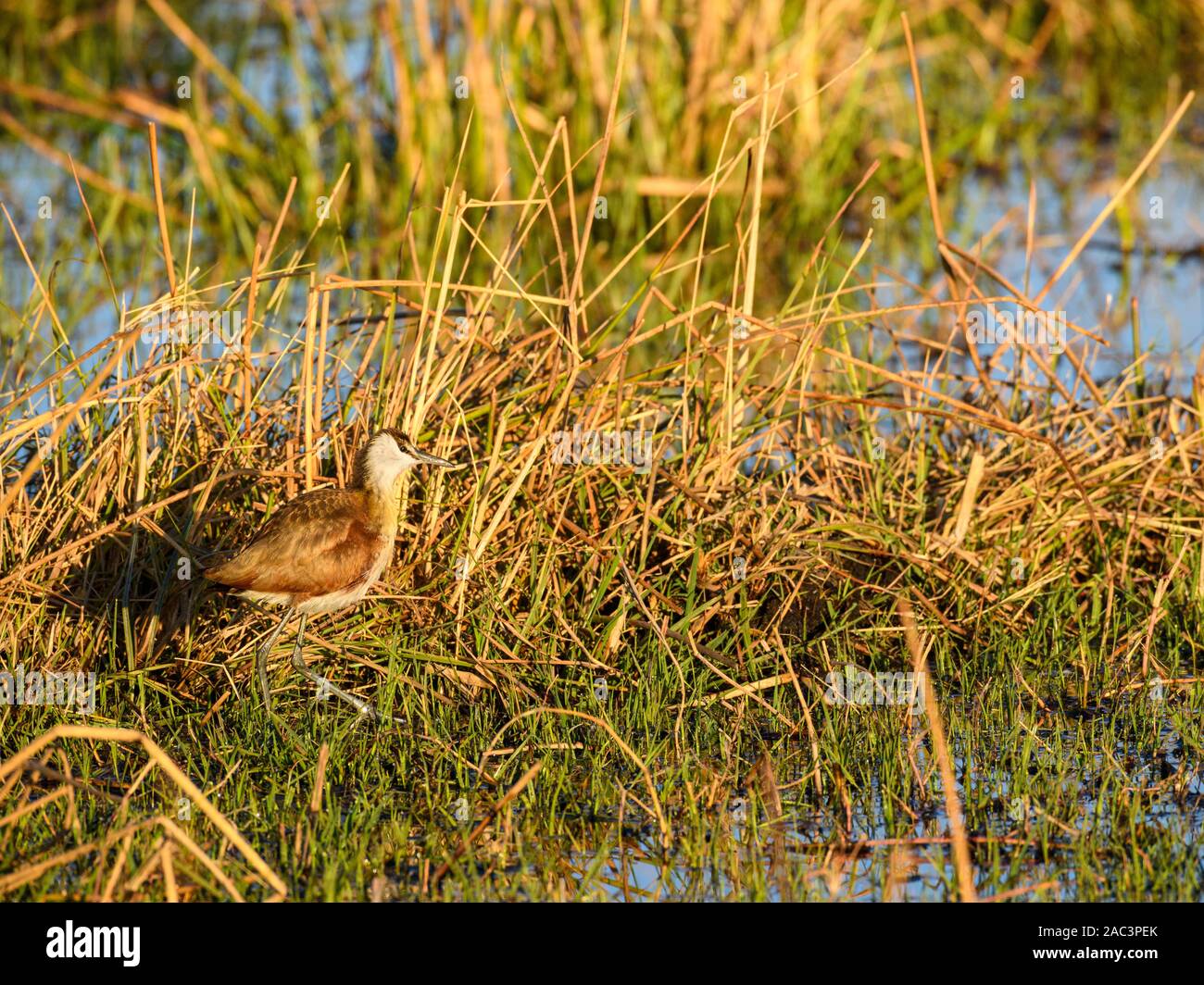 Lesser jacana hi-res stock photography and images - Alamy