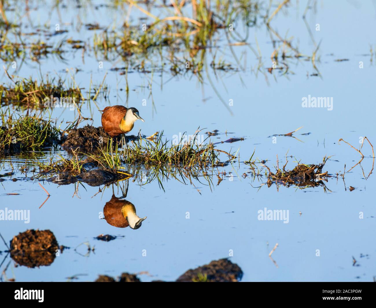 African jacana actophilornis africanus hi-res stock photography and ...