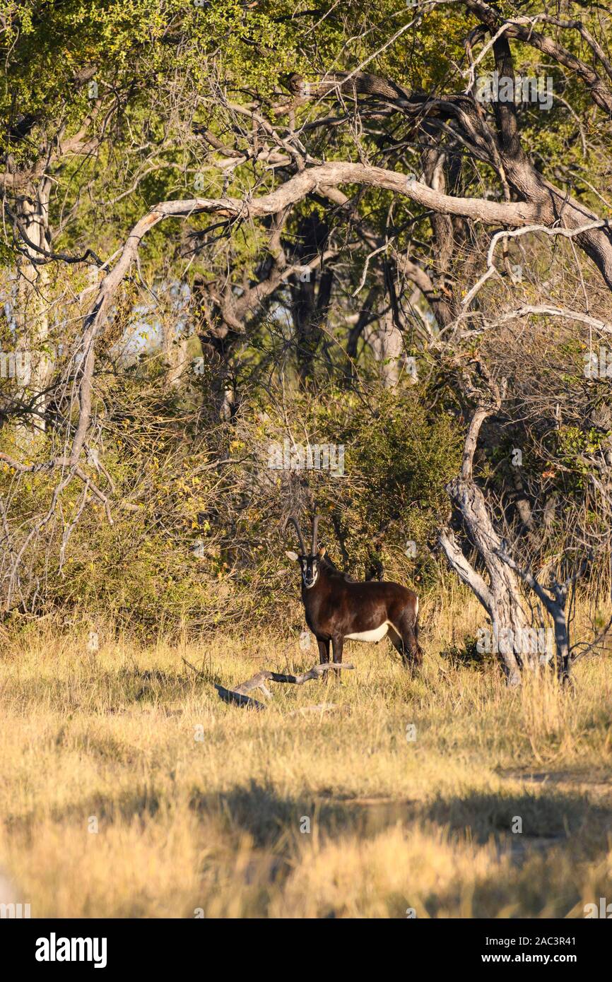 Sable Antelope, Hippotragus niger, Khwai Private Reserve, Okavango ...