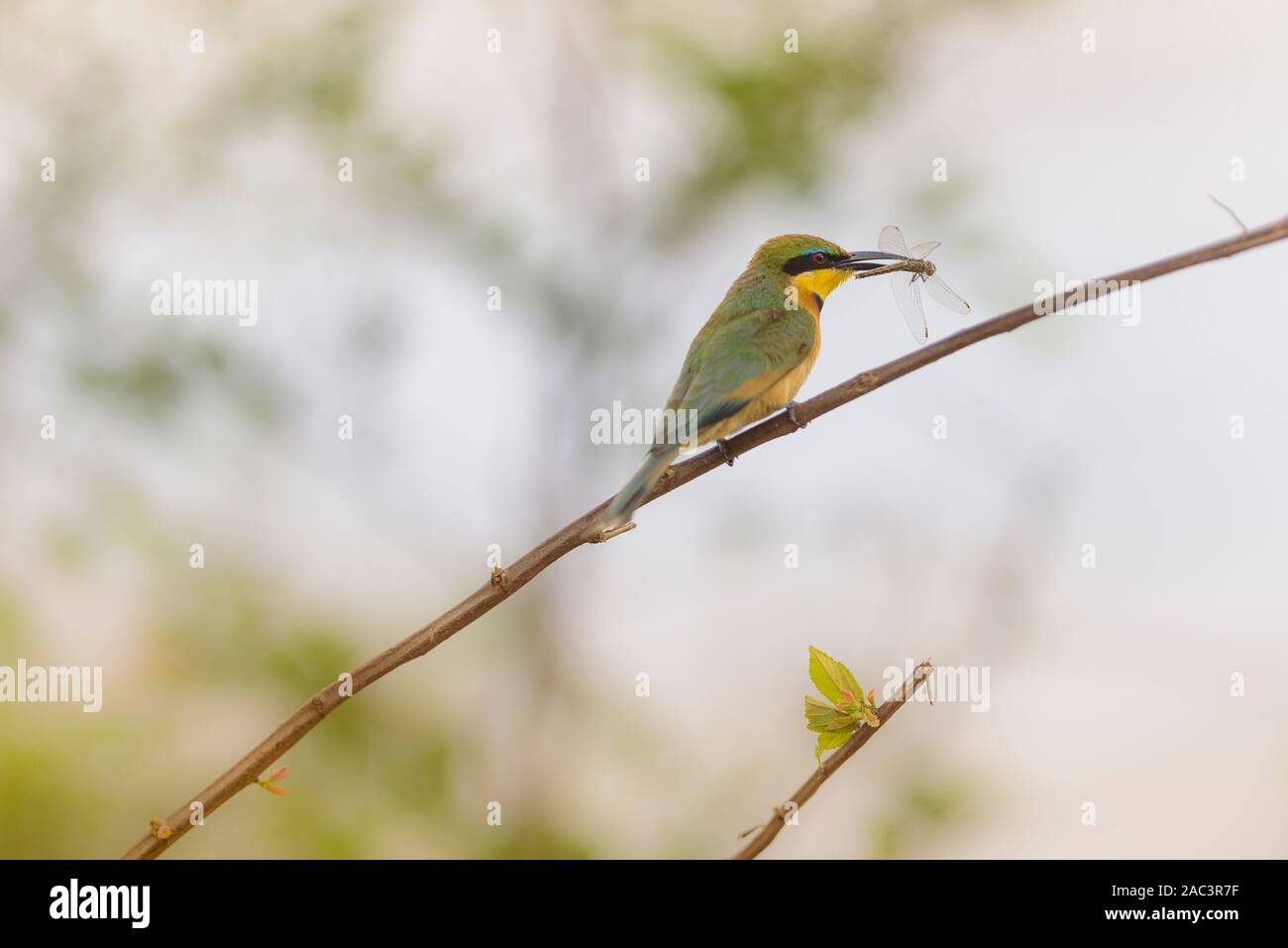 European bea eater hi-res stock photography and images - Alamy