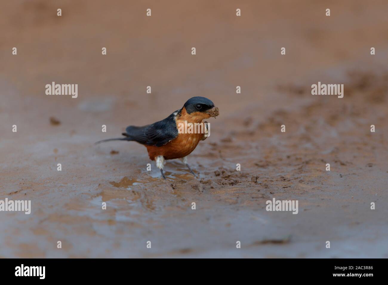 Barn swallow closeup hi-res stock photography and images - Alamy