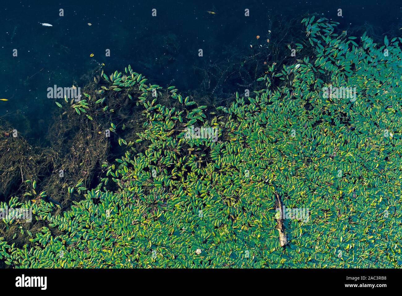 River plants in litoral coastal zone Stock Photo - Alamy