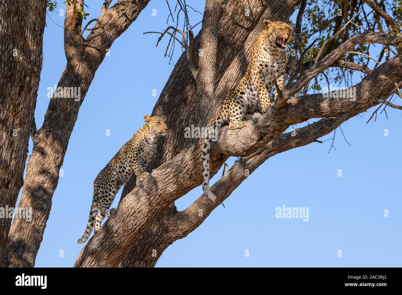 Mother snarling with cub hi-res stock photography and images - Alamy