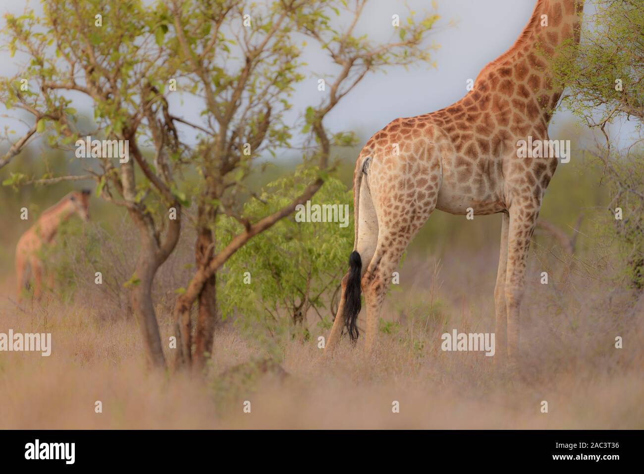 Giraffe under tree hi-res stock photography and images - Alamy